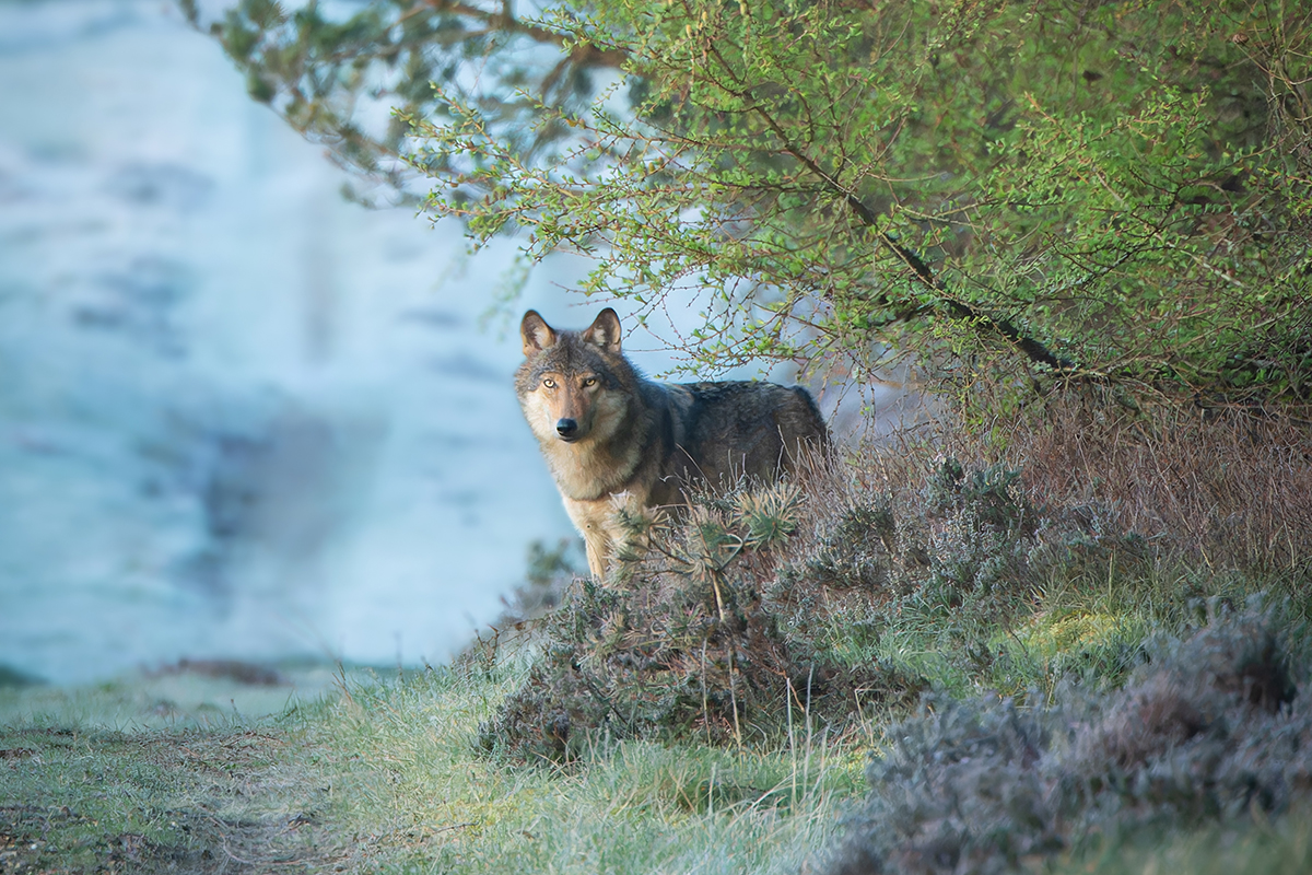 Portræt af den danske ulv | Dyrenes Beskyttelse